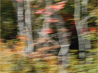 Art at the Airport | Springfield-Branson National Airport (SGF)